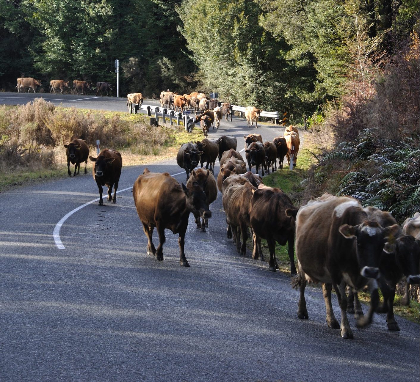 Take caution around Moving Day - NZ Trucking